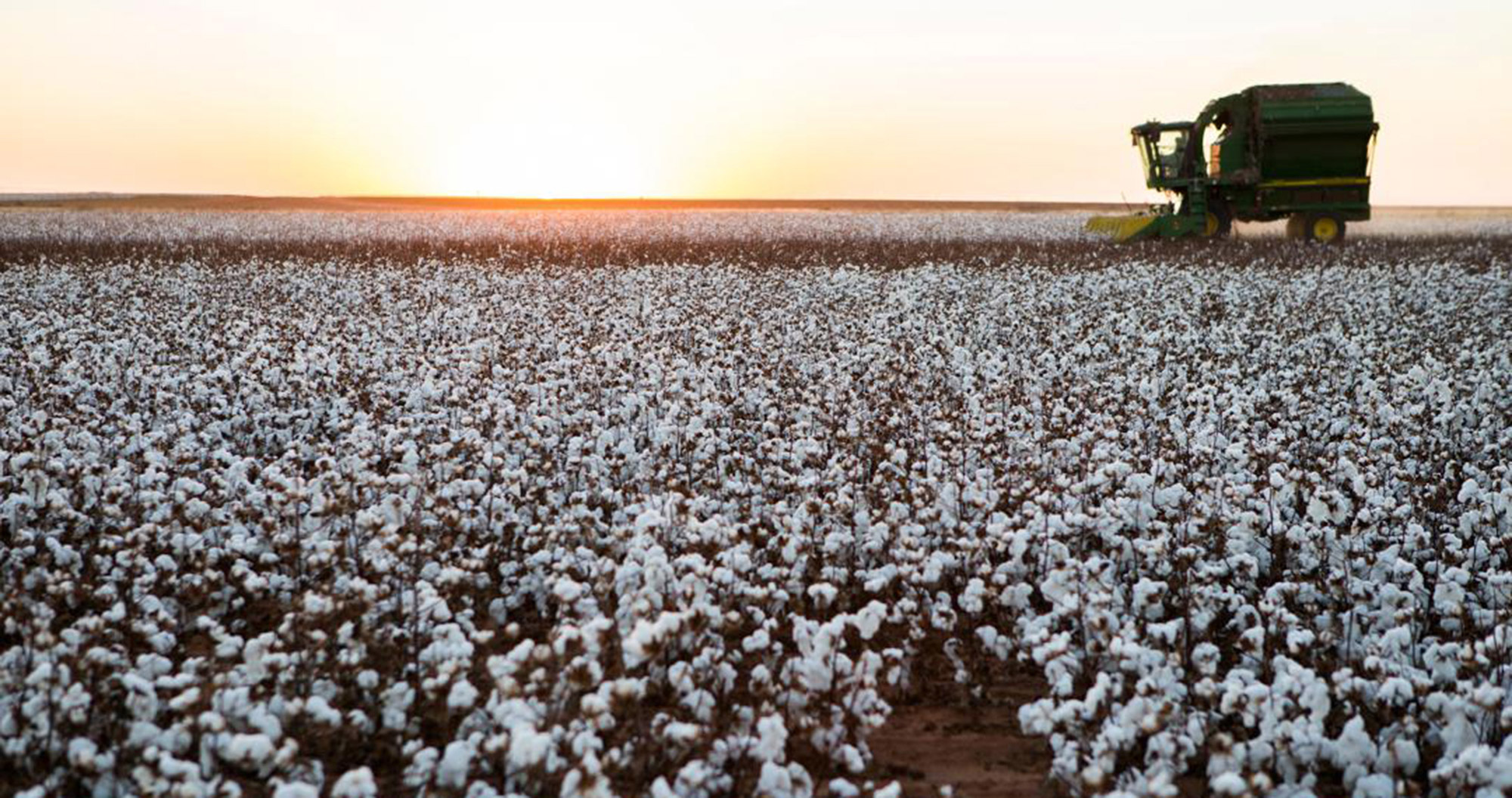 Cotone bio: cosa ci garantisce questa certificazione? | Magzine Bergzeit